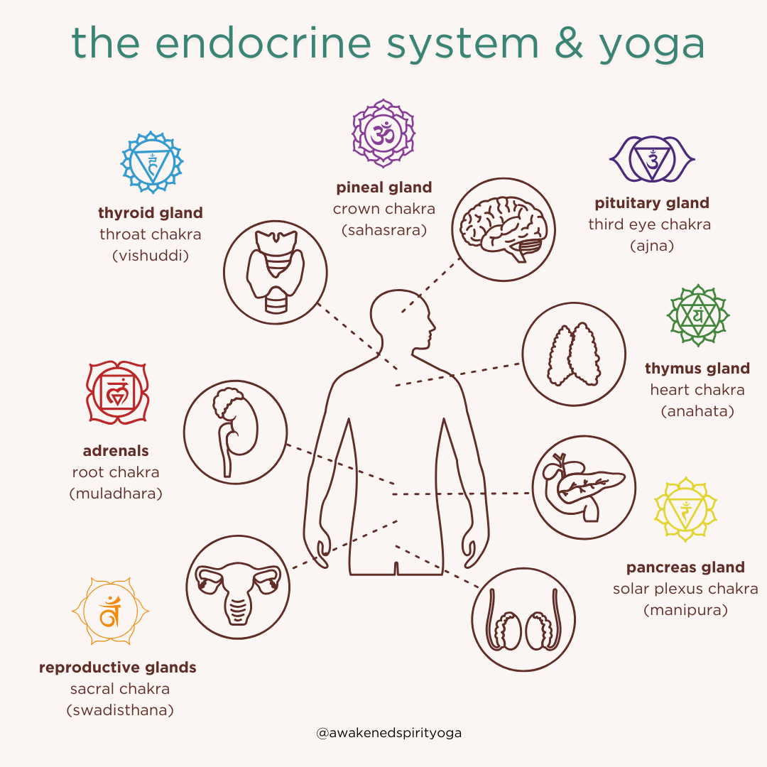 Overview of the Glandular System in Yoga - Awakened Spirit